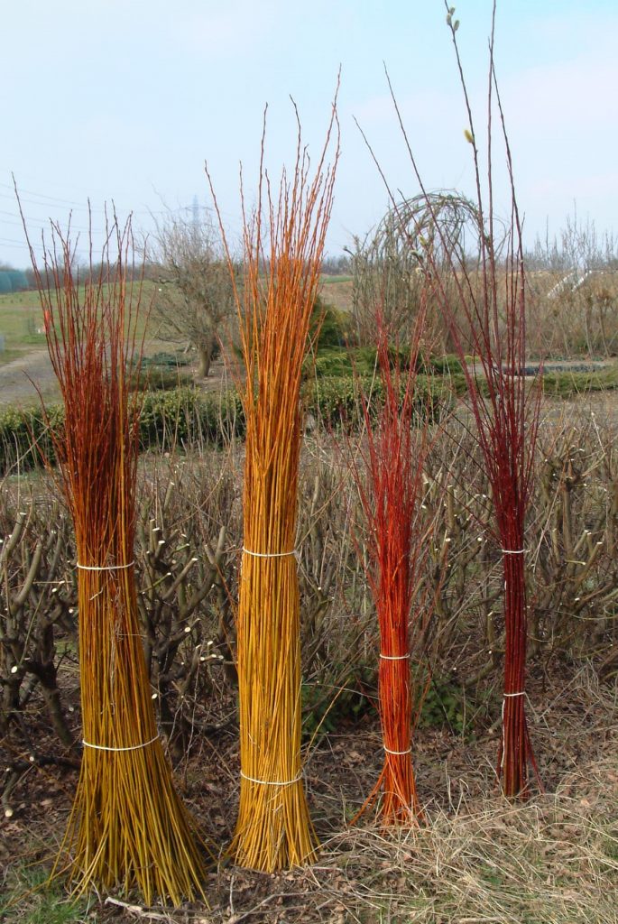 Willow Varieties - Willows Nursery
