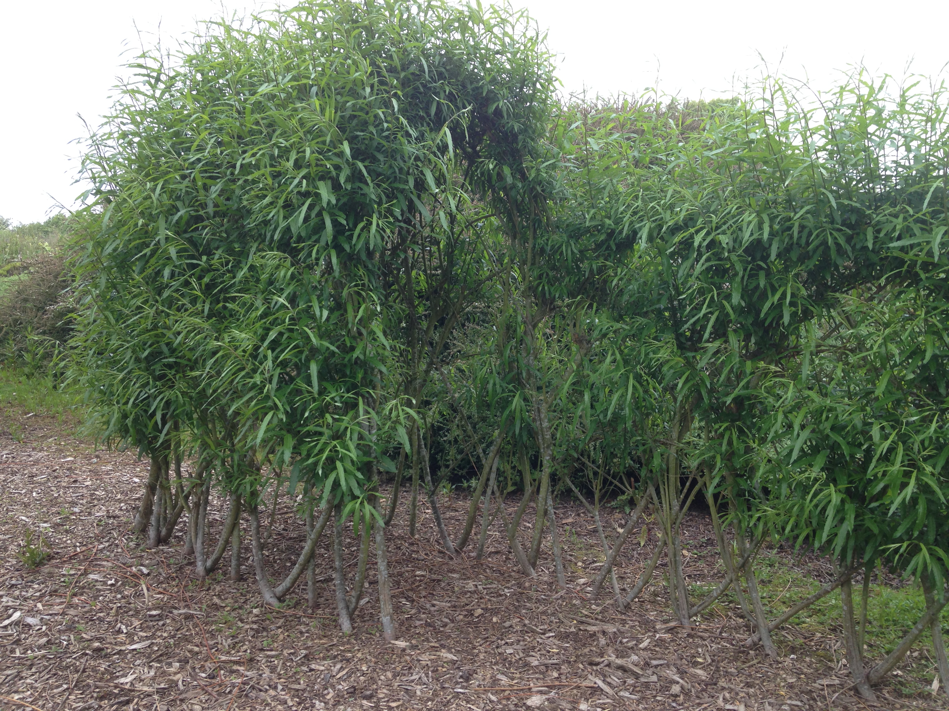 Living Willow Tunnel Gallery - Willows Nursery
