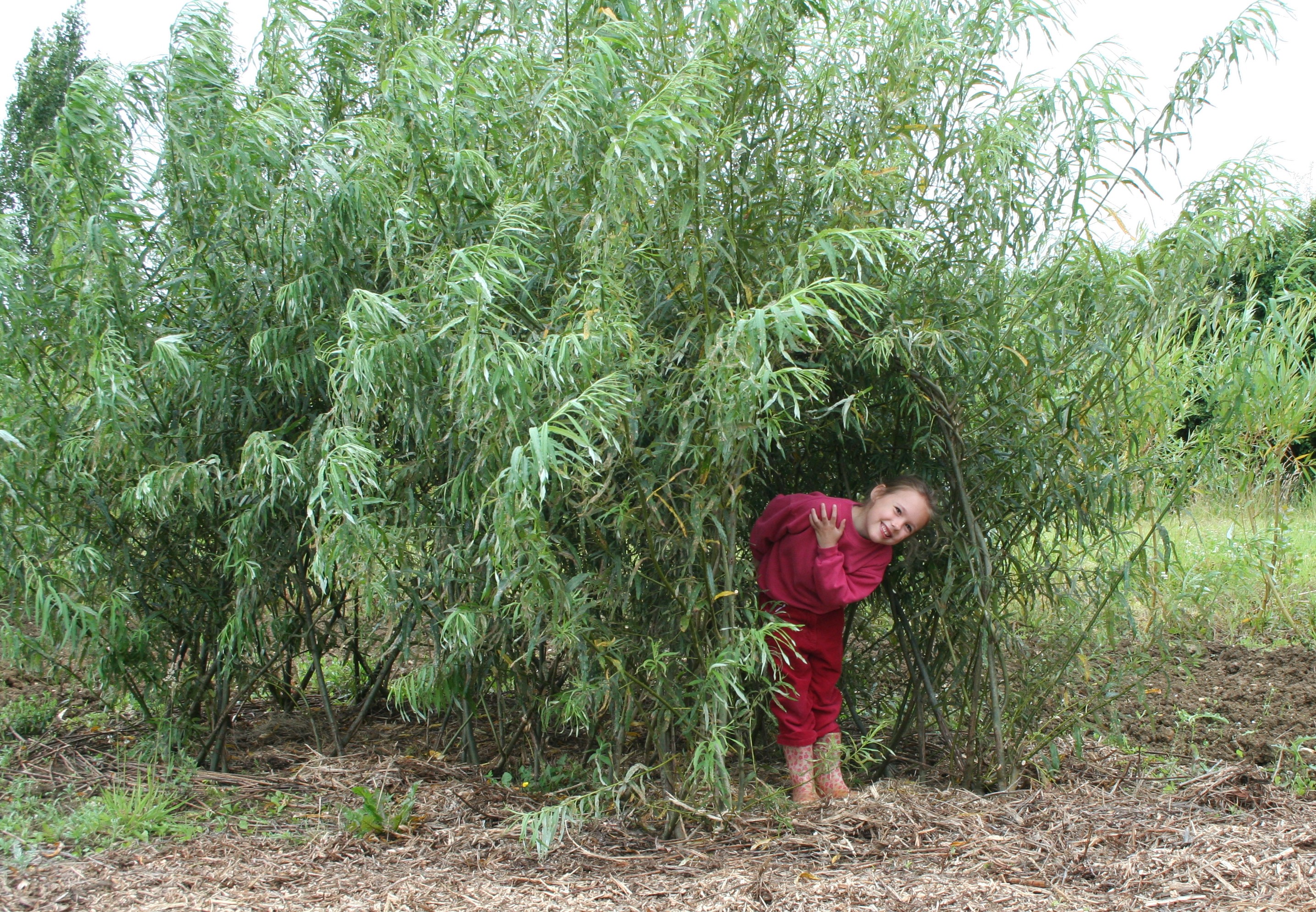 Living Willow Tunnel Gallery - Willows Nursery