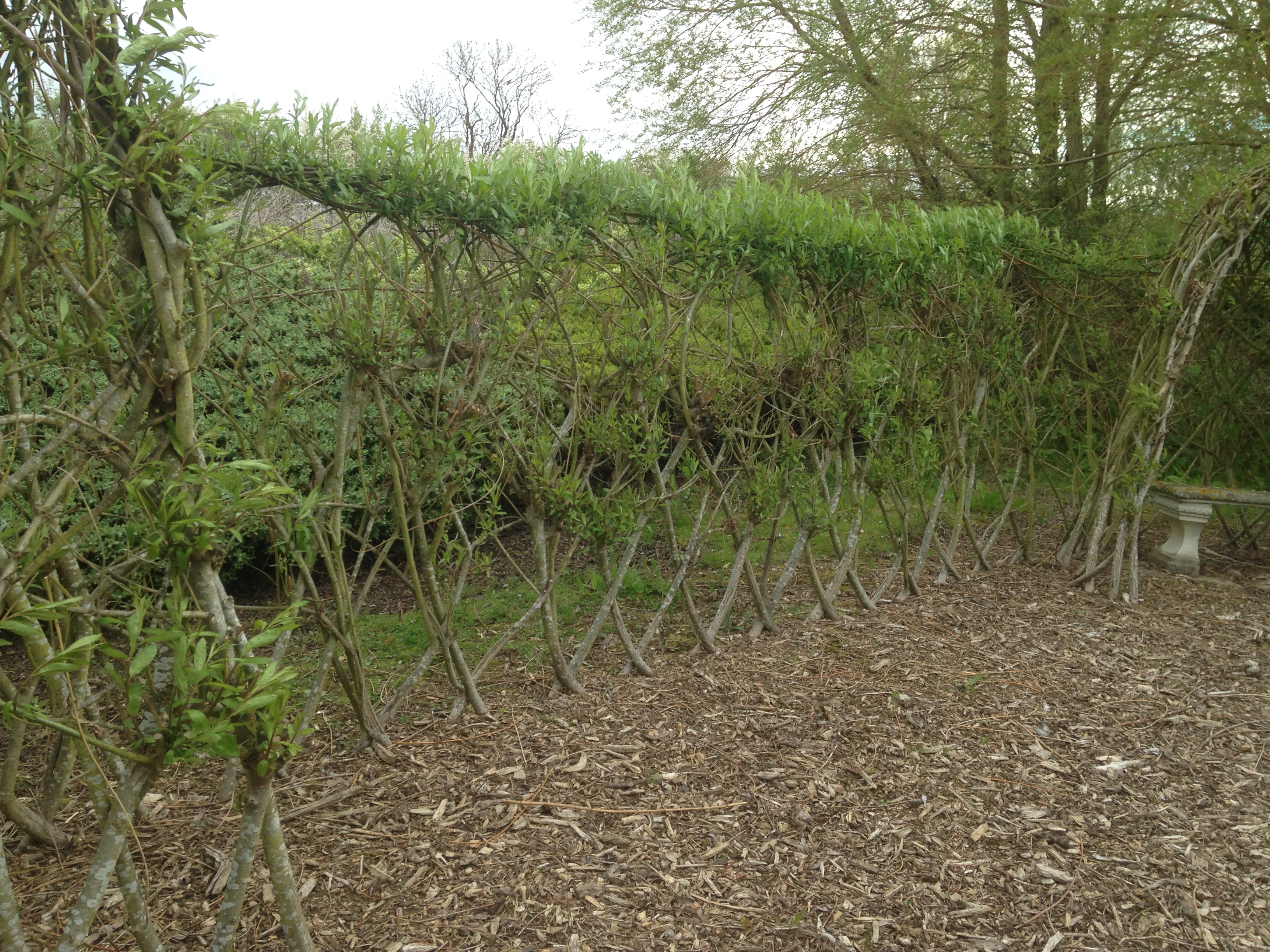 Living Willow Fedge Gallery - Willows Nursery