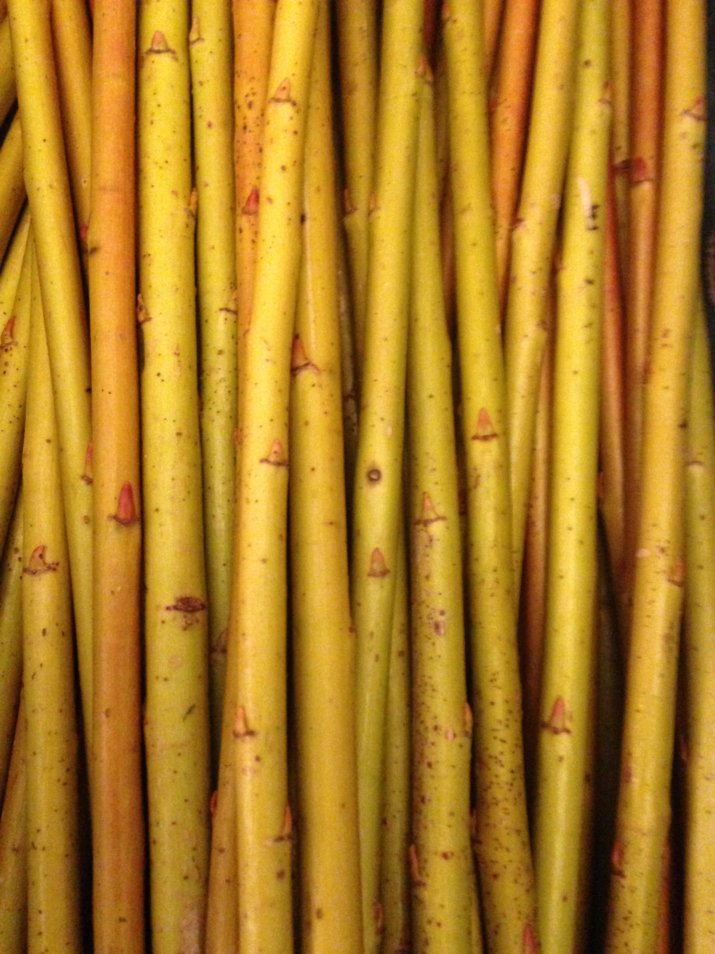 Salix Alba Vitellina (60 cm) - W787 B - Willows Nursery