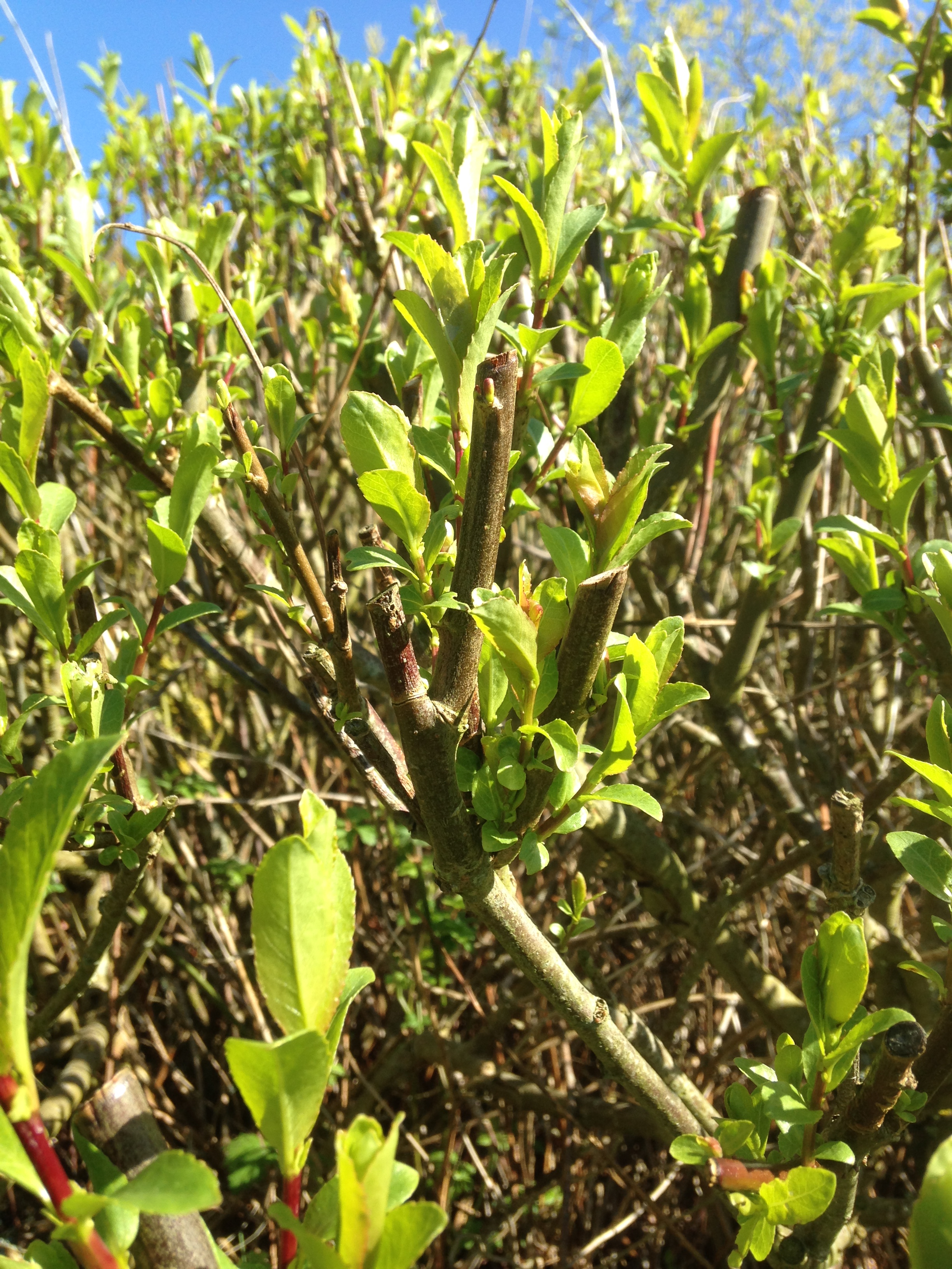 Salix Triandra “Norfolk” (25 cm) W779 A - Willows Nursery