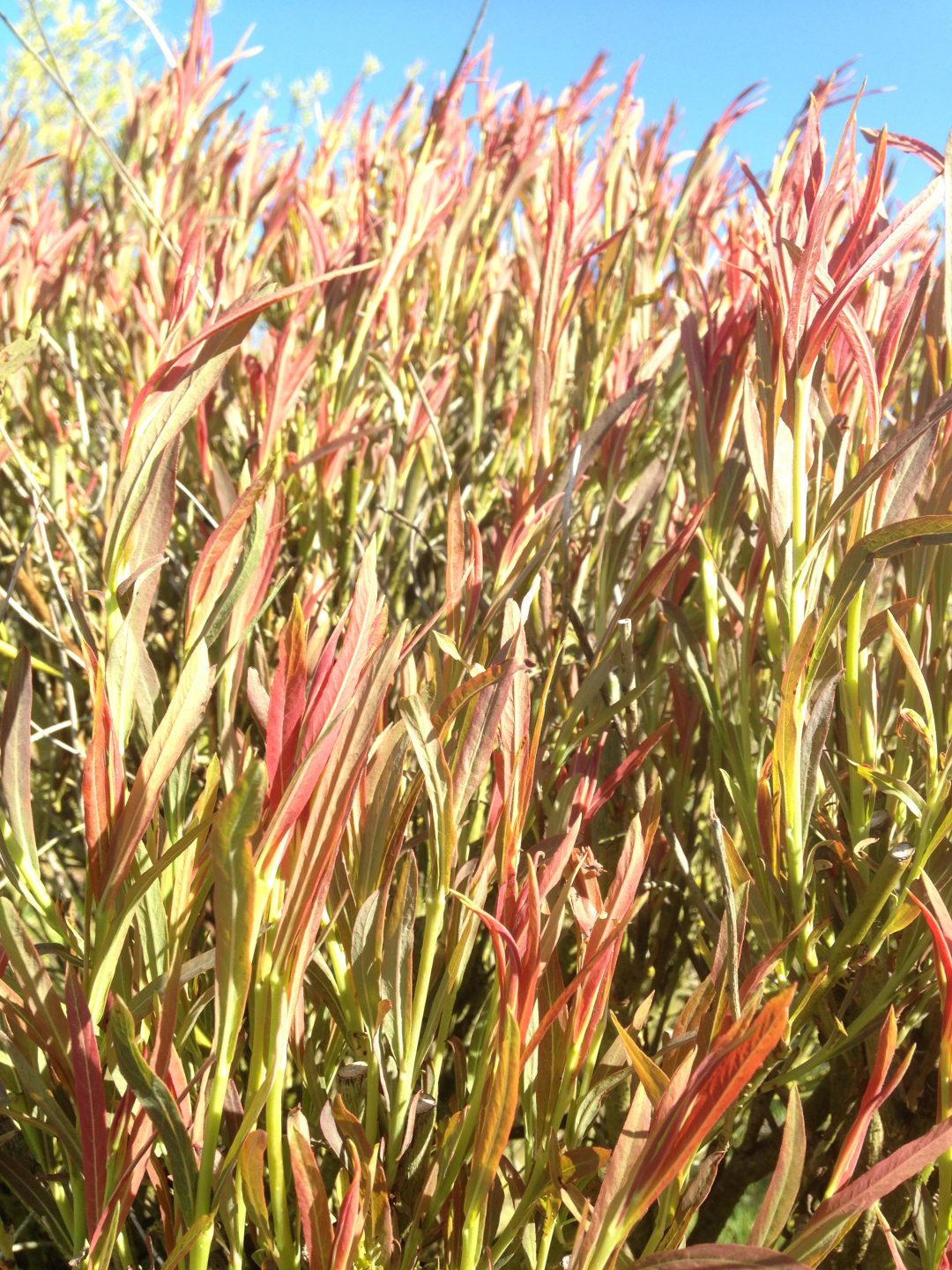 Willow Varieties - Willows Nursery